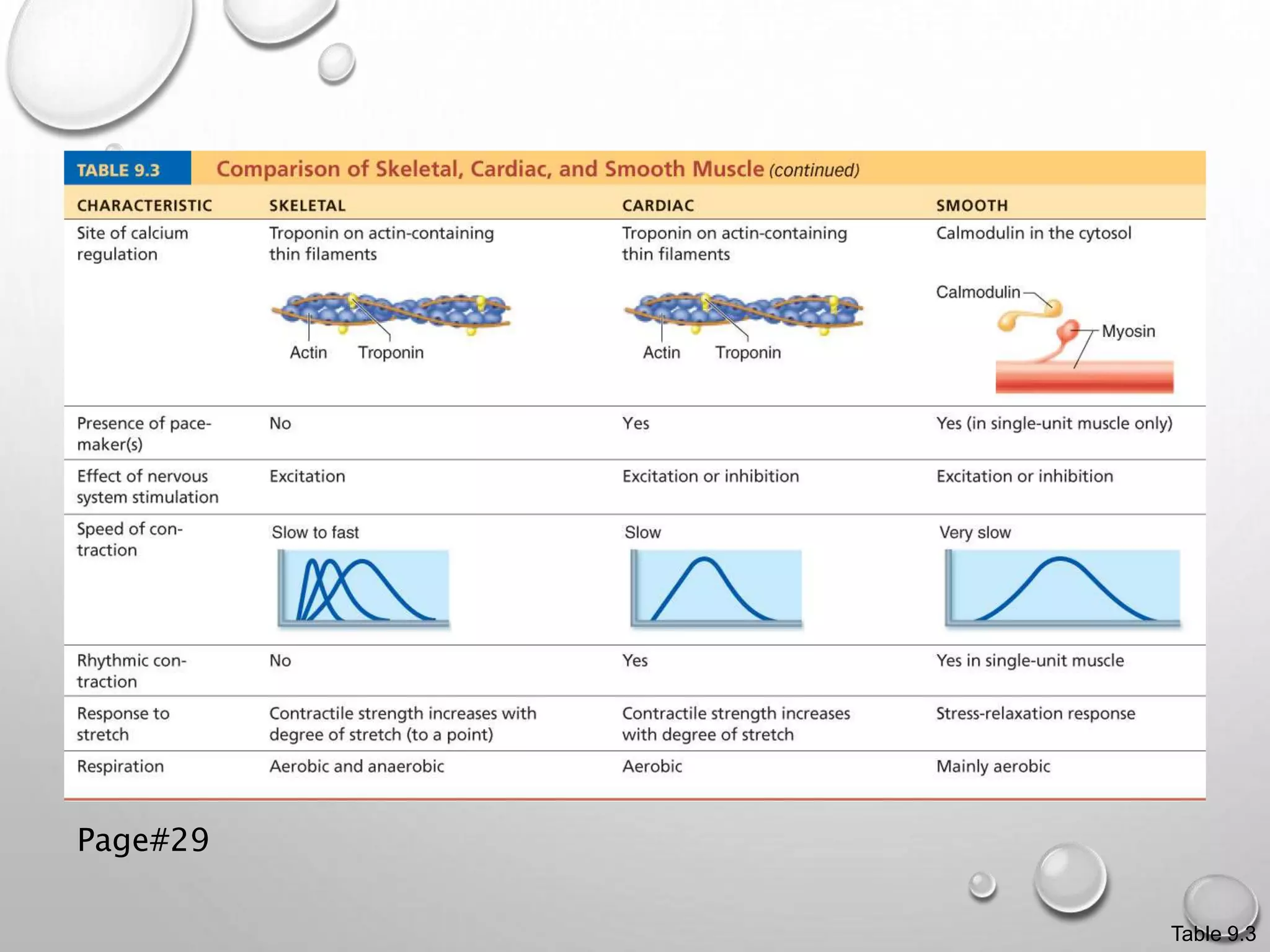 Smooth Muscle Excitation Contraction | PPTX