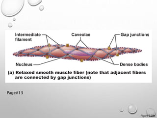 Smooth Muscle Excitation Contraction | PPTX