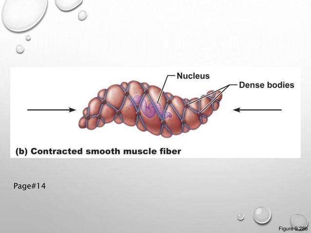Smooth Muscle Excitation Contraction | PPTX