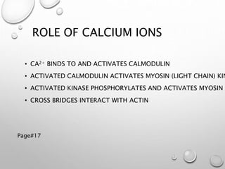 Smooth Muscle Excitation Contraction | PPTX