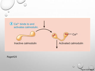 Smooth Muscle Excitation Contraction | PPTX