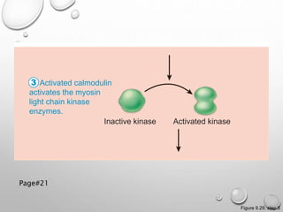 Smooth Muscle Excitation Contraction | PPTX