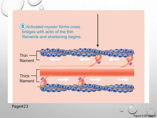 Smooth Muscle Excitation Contraction | PPTX