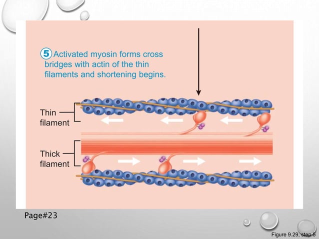 Smooth Muscle Excitation Contraction | PPTX