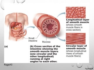 Smooth Muscle Excitation Contraction | PPTX