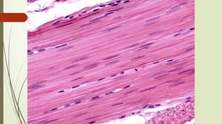 Smooth muscle Histology - Dr Rabia Haider.pptx