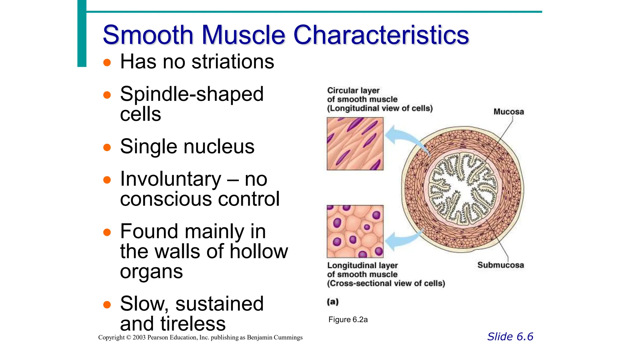 Smooth Muscle physiology.pdf on physiology | PPT