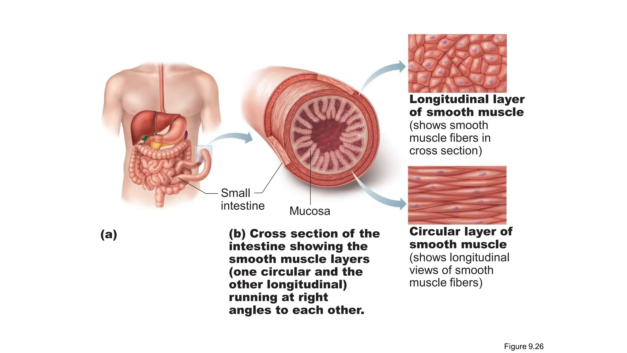 Smooth Muscle physiology.pdf on physiology | PPT