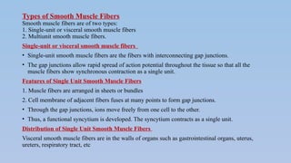 Smooth Muscle physiology it's explanation | PPT
