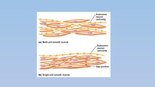 Smooth Muscle physiology it's explanation | PPTX