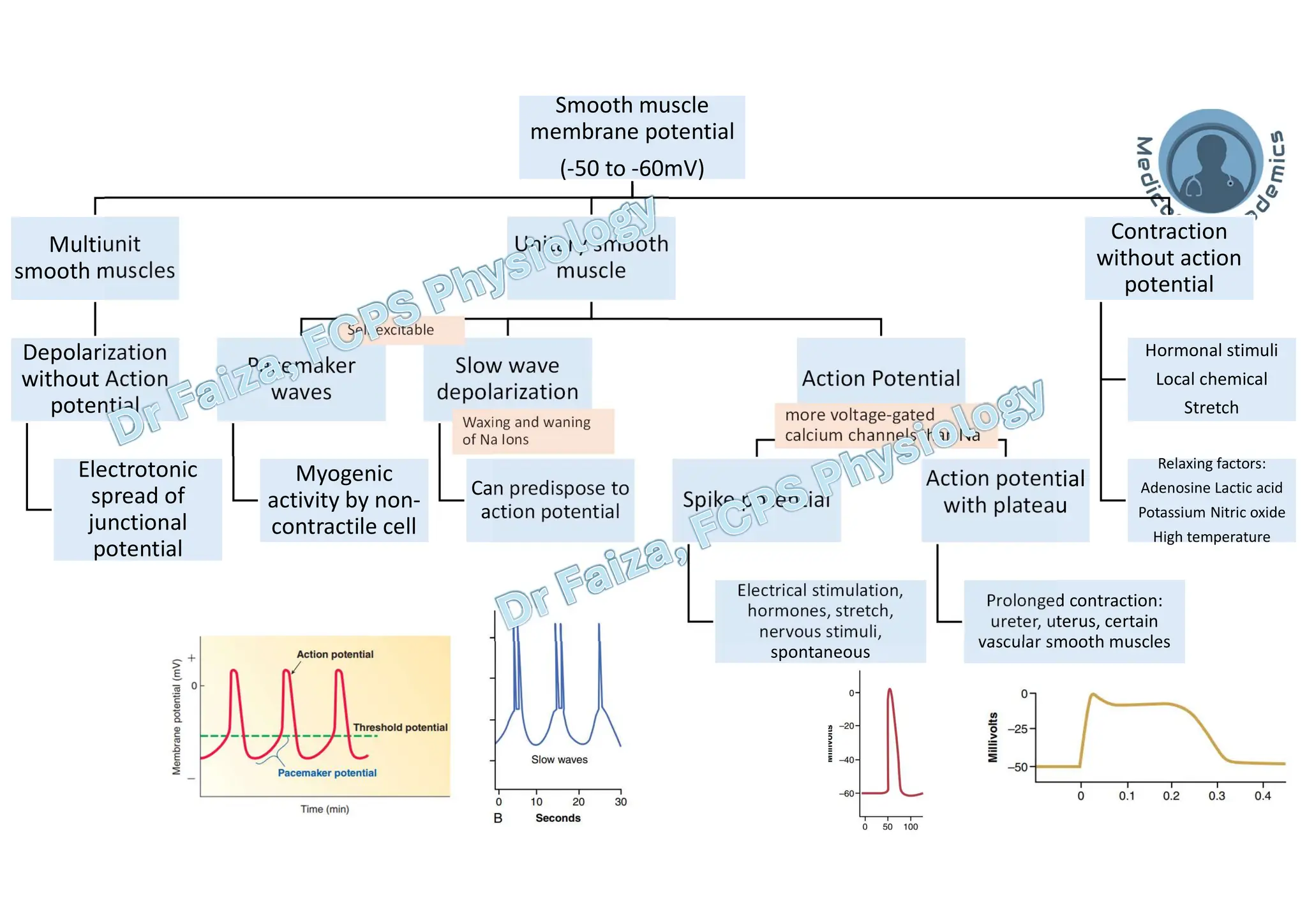 Physiology of Smooth Muscles -Mechanics of contraction and relaxation | PDF