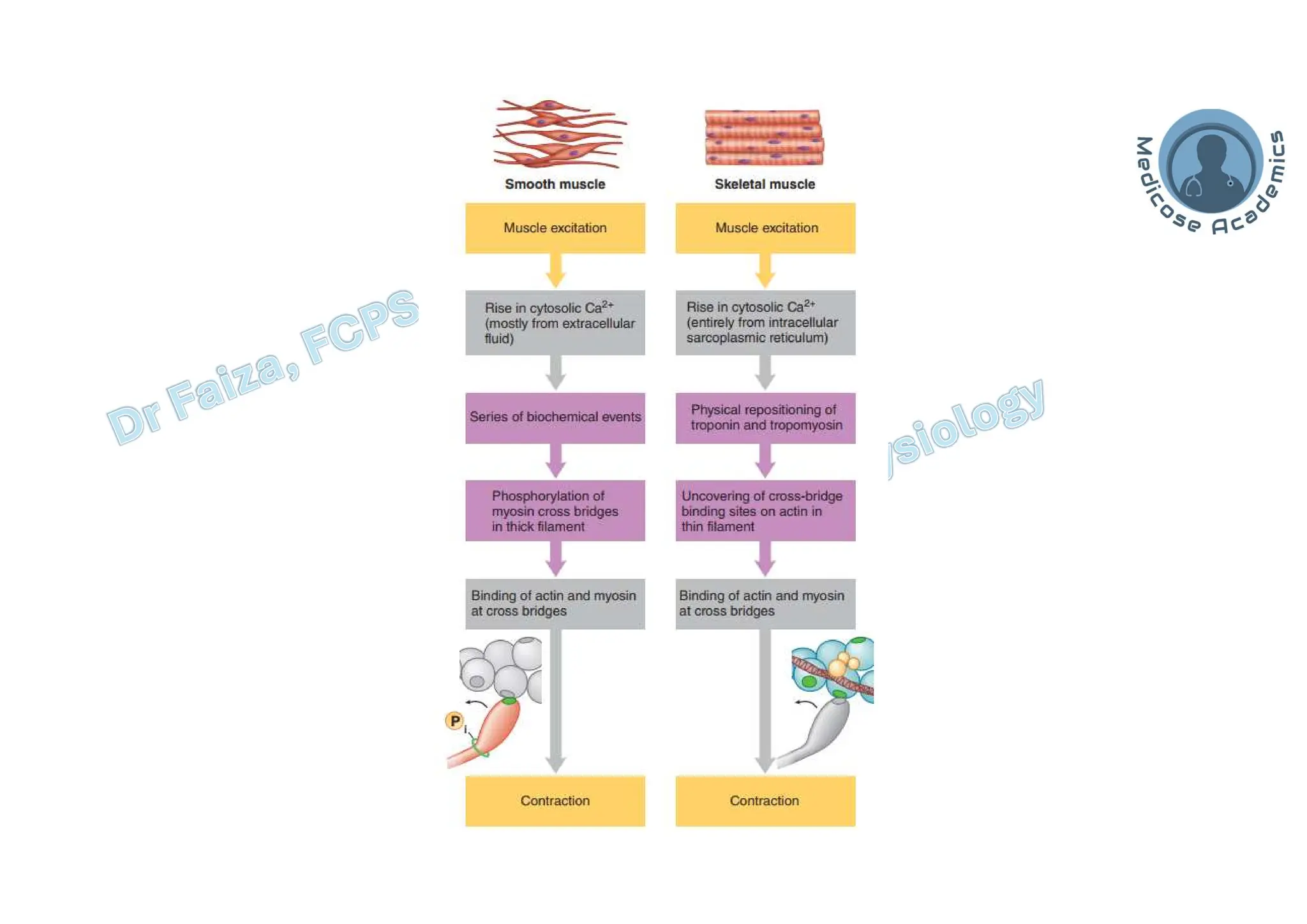 Physiology of Smooth Muscles -Mechanics of contraction and relaxation ...