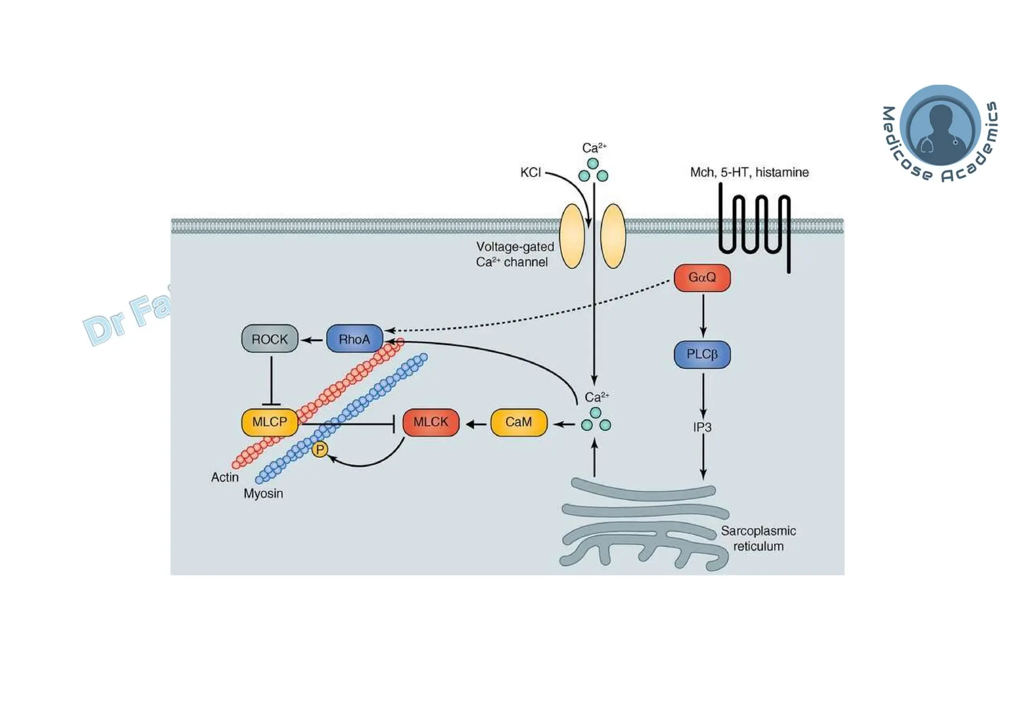 Physiology of Smooth Muscles -Mechanics of contraction and relaxation ...