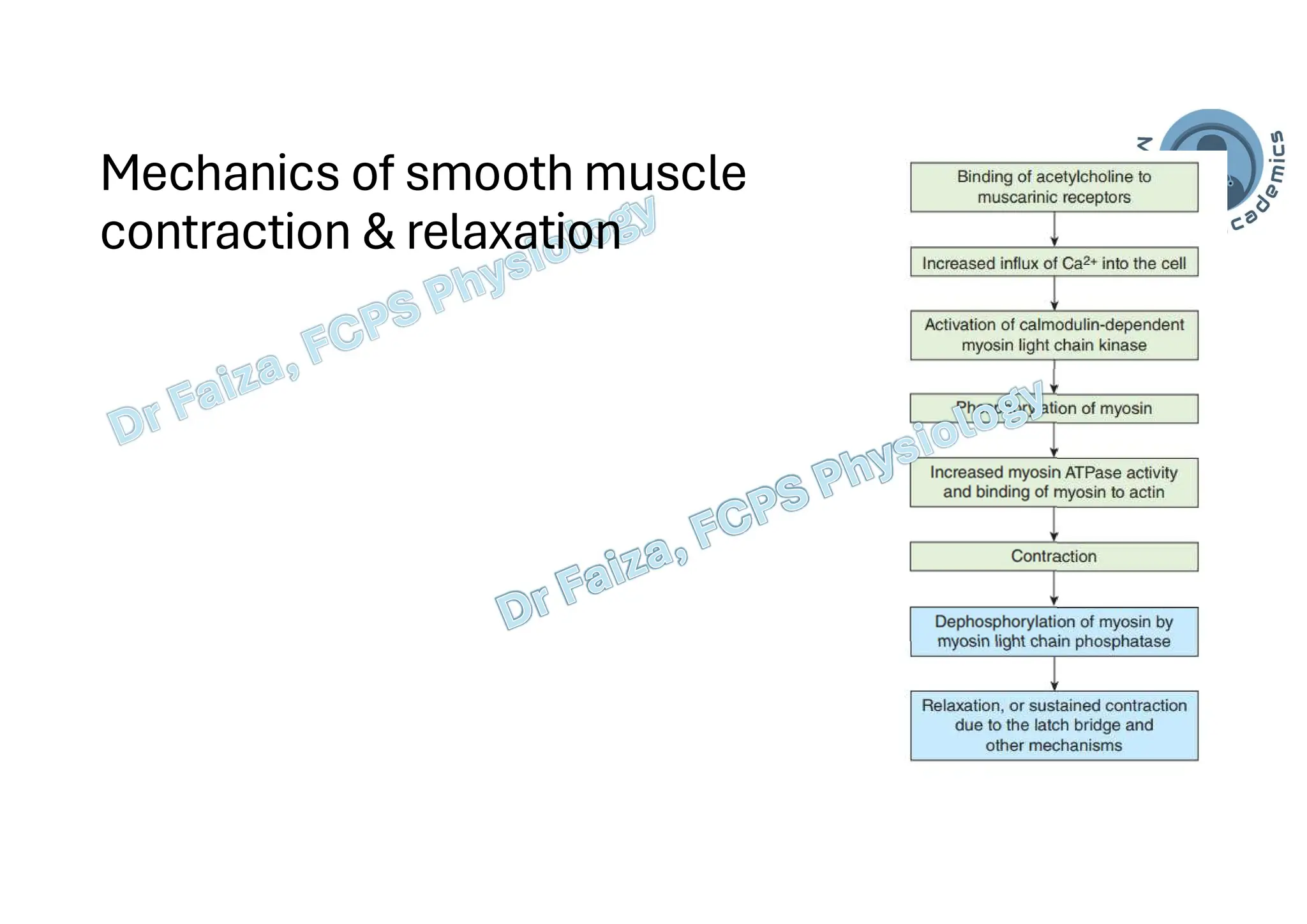 Physiology of Smooth Muscles -Mechanics of contraction and relaxation ...