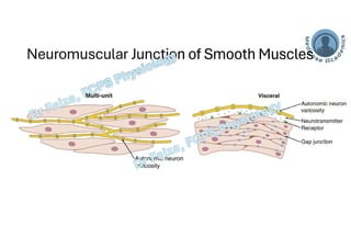 Physiology of Smooth Muscles -Mechanics of contraction and relaxation ...