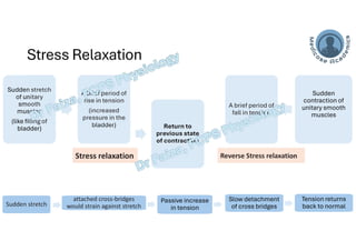 Physiology of Smooth Muscles -Mechanics of contraction and relaxation ...