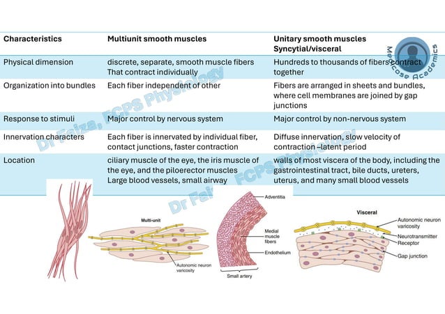 Physiology of Smooth Muscles -Mechanics of contraction and relaxation ...