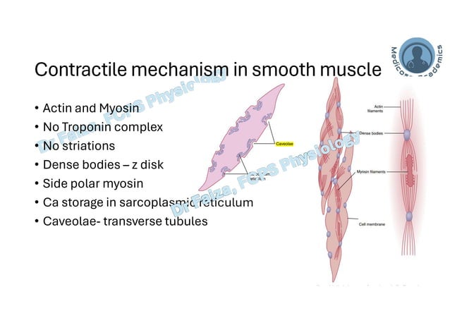 Physiology of Smooth Muscles -Mechanics of contraction and relaxation ...