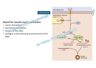 Physiology of Smooth Muscles -Mechanics of contraction and relaxation | PDF