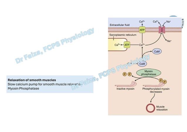 Physiology of Smooth Muscles -Mechanics of contraction and relaxation ...