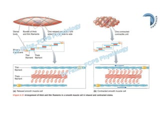 Physiology of Smooth Muscles -Mechanics of contraction and relaxation | PDF