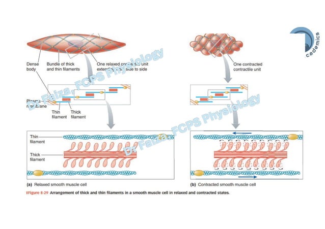 Physiology of Smooth Muscles -Mechanics of contraction and relaxation ...