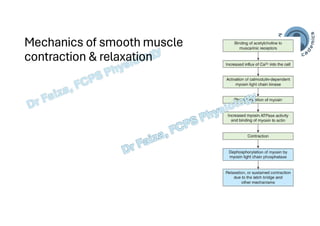 Physiology of Smooth Muscles -Mechanics of contraction and relaxation ...