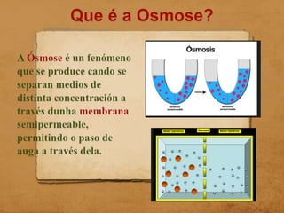 Ósmose | PPT