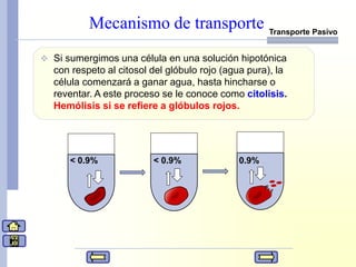 Ósmosis en célula animal y vegetal/Transporte activo | PPTX