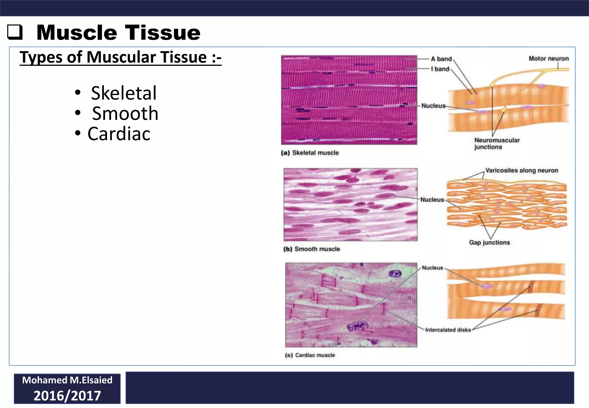 Smoth muscle tissue | PPTX