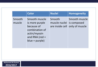 Smoth muscle tissue | PPTX | Biological Sciences | Science