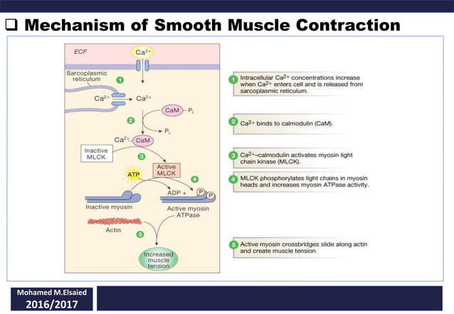 Smoth muscle tissue | PPTX | Biological Sciences | Science