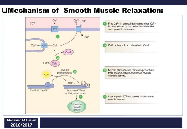 Smoth muscle tissue | PPTX | Biological Sciences | Science