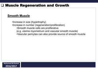Smoth muscle tissue | PPTX | Biological Sciences | Science