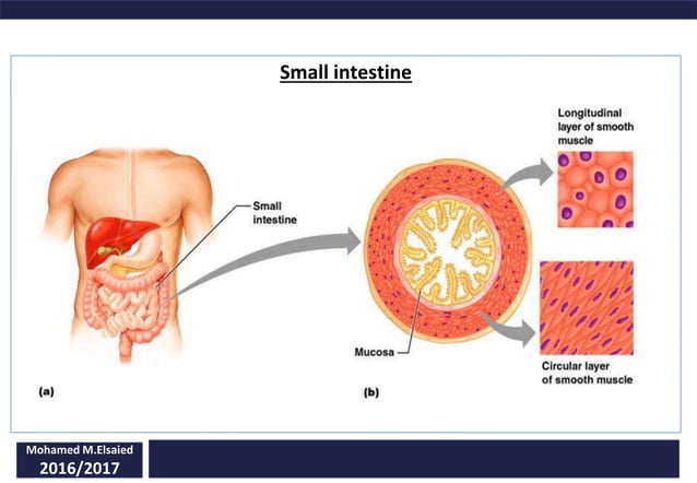 Smoth muscle tissue | PPTX | Biological Sciences | Science