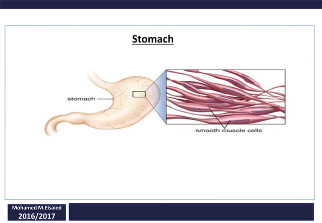 Smoth muscle tissue | PPTX | Biological Sciences | Science