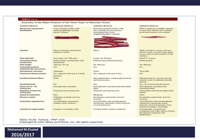 Smoth muscle tissue | PPTX | Biological Sciences | Science