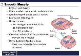 Smoth muscle tissue | PPTX | Biological Sciences | Science