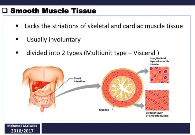 Smoth muscle tissue | PPTX | Biological Sciences | Science