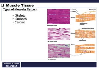 Piloerector Muscle Histology