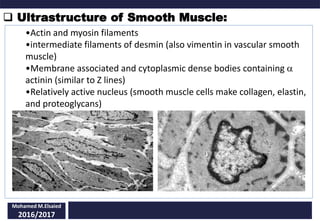 Piloerector Muscle Histology