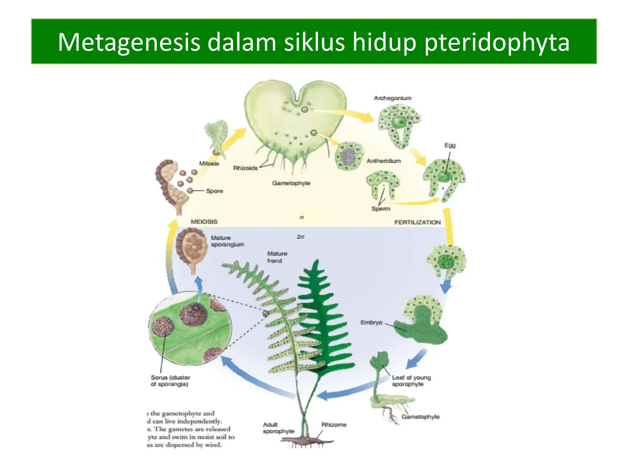 kingdom plantae kelas 10 biologi, meliputi lumut paku | PDF