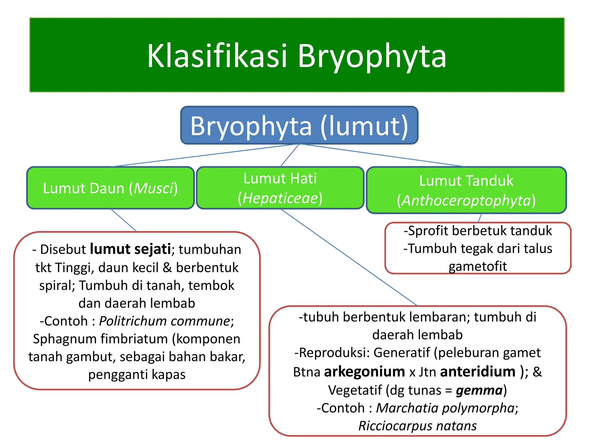kingdom plantae kelas 10 biologi, meliputi lumut paku | PDF