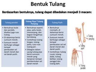 Sistem Rangka.pptx