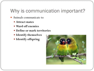 Smp day 1 ppt 1 communication | PPTX