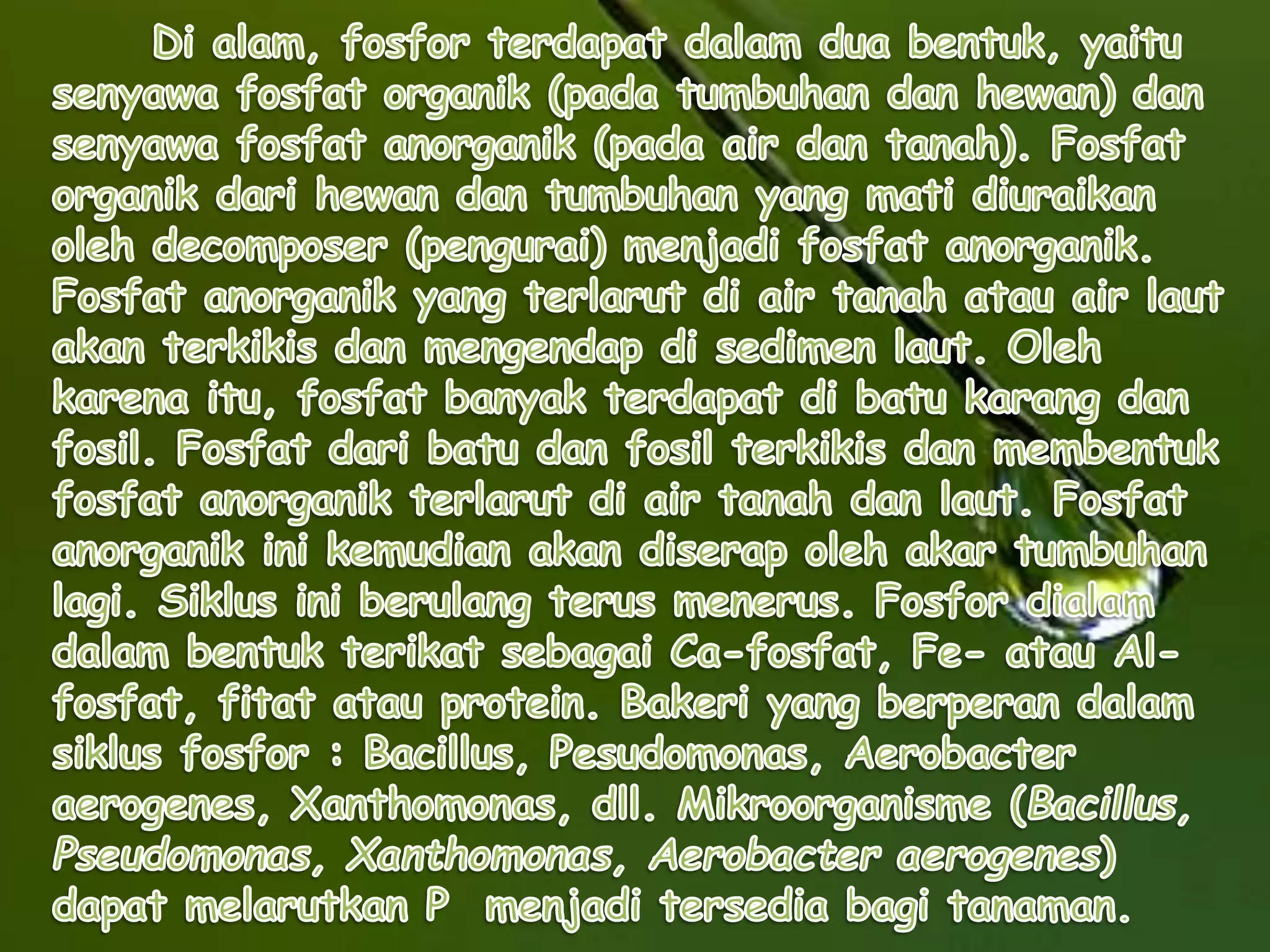 Siklus Fosfor - Phosphorus Cycle | PDF