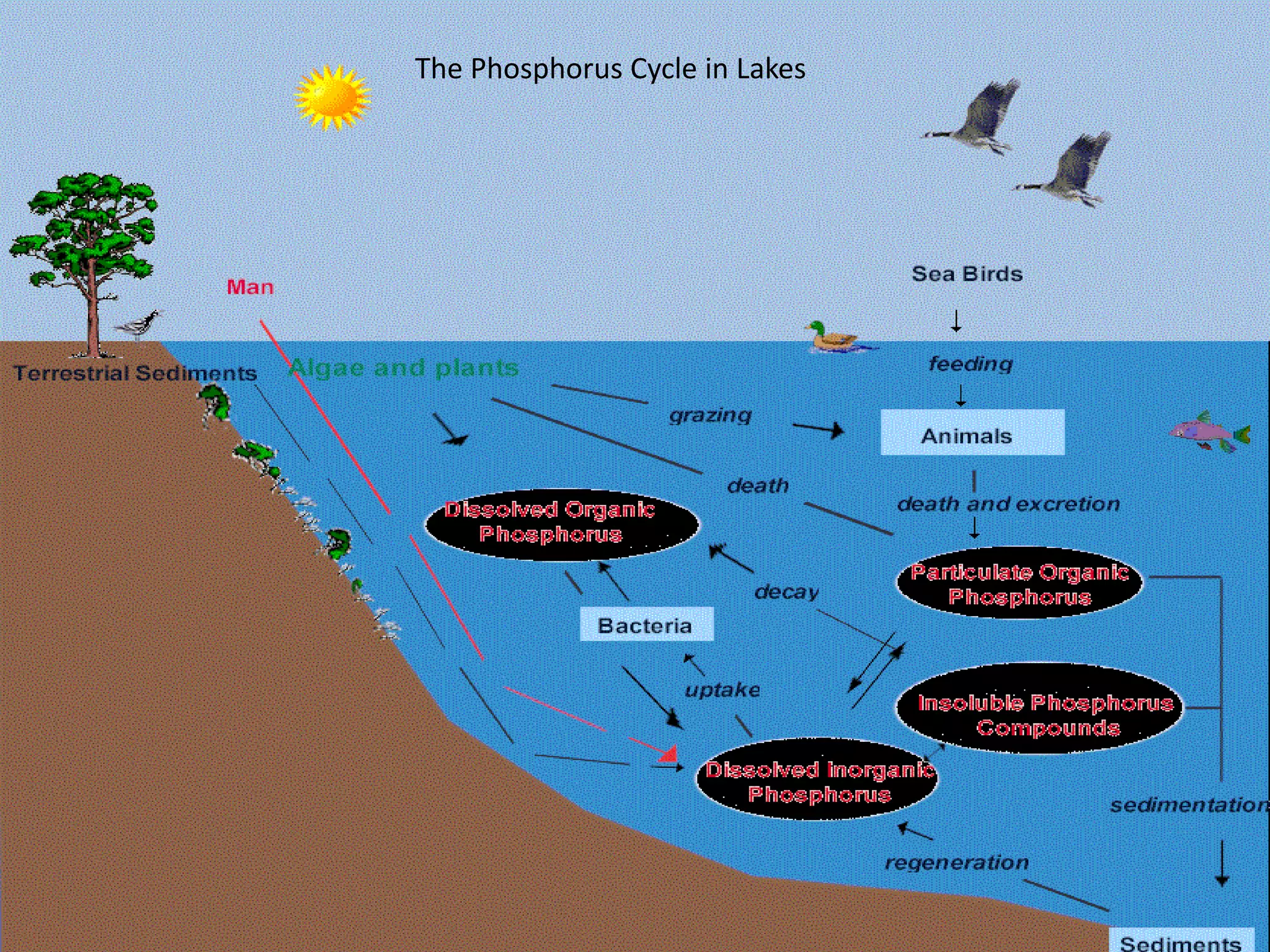 Siklus Fosfor - Phosphorus Cycle | PDF