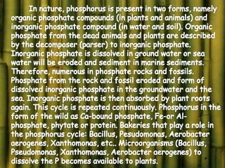 Siklus Fosfor - Phosphorus Cycle | PDF