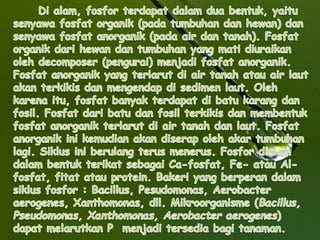 Siklus Fosfor - Phosphorus Cycle | PDF