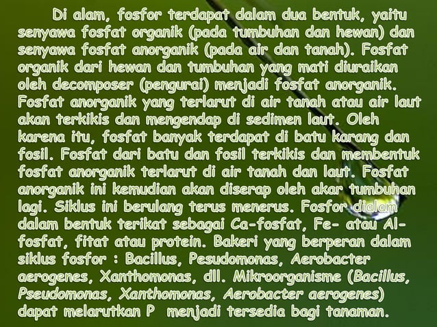 Siklus Fosfor - Phosphorus Cycle | PDF